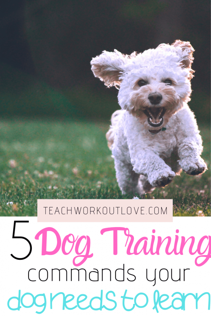 Top 5 Dog Training Commands Your Dog Needs to Learn