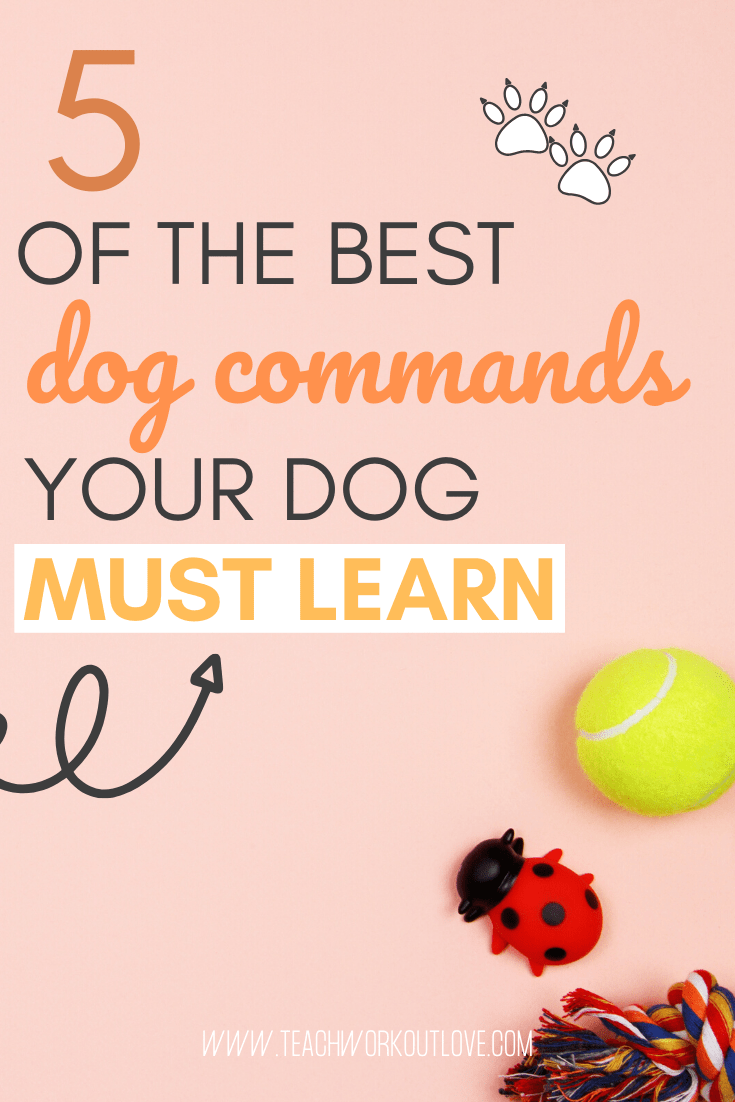 Top 5 Dog Training Commands Your Dog Needs to Learn