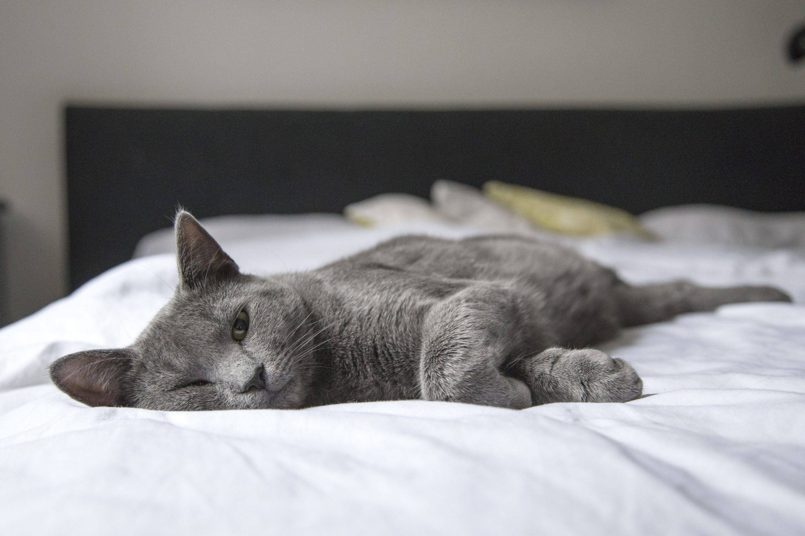 How to Stop My Cat Waking Me Up At 4am | TWL Working Moms