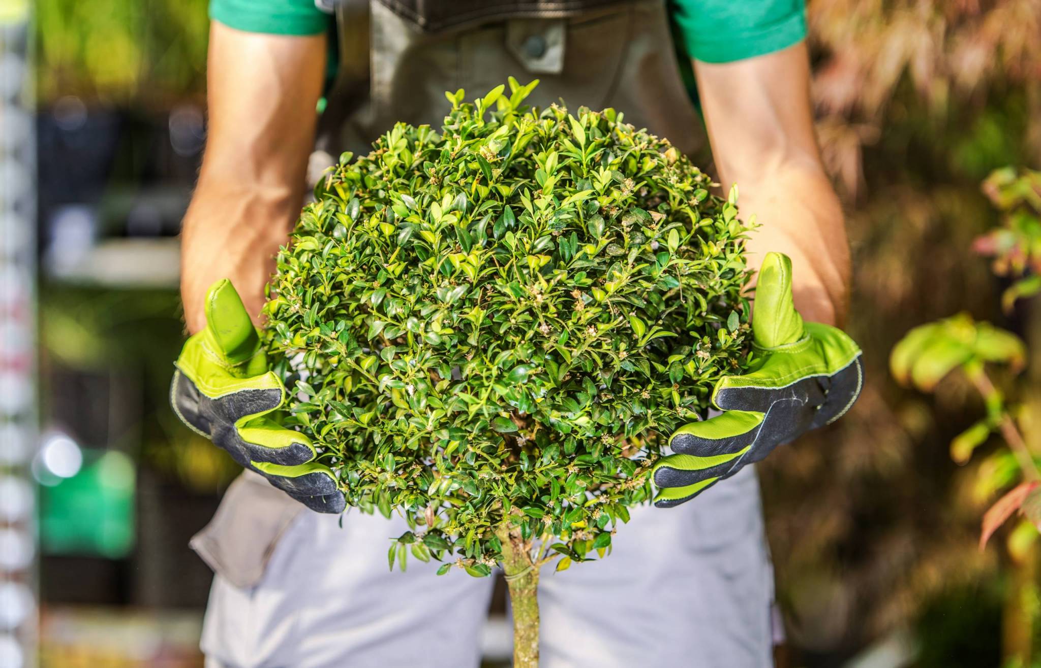 8 Best Shrubs to Grow in Garden This Year | TWL Working Moms