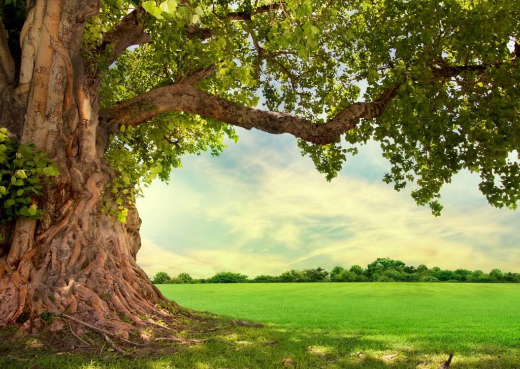 5 Things Homeowners Can Learn From Tree Leaves | T.W.L