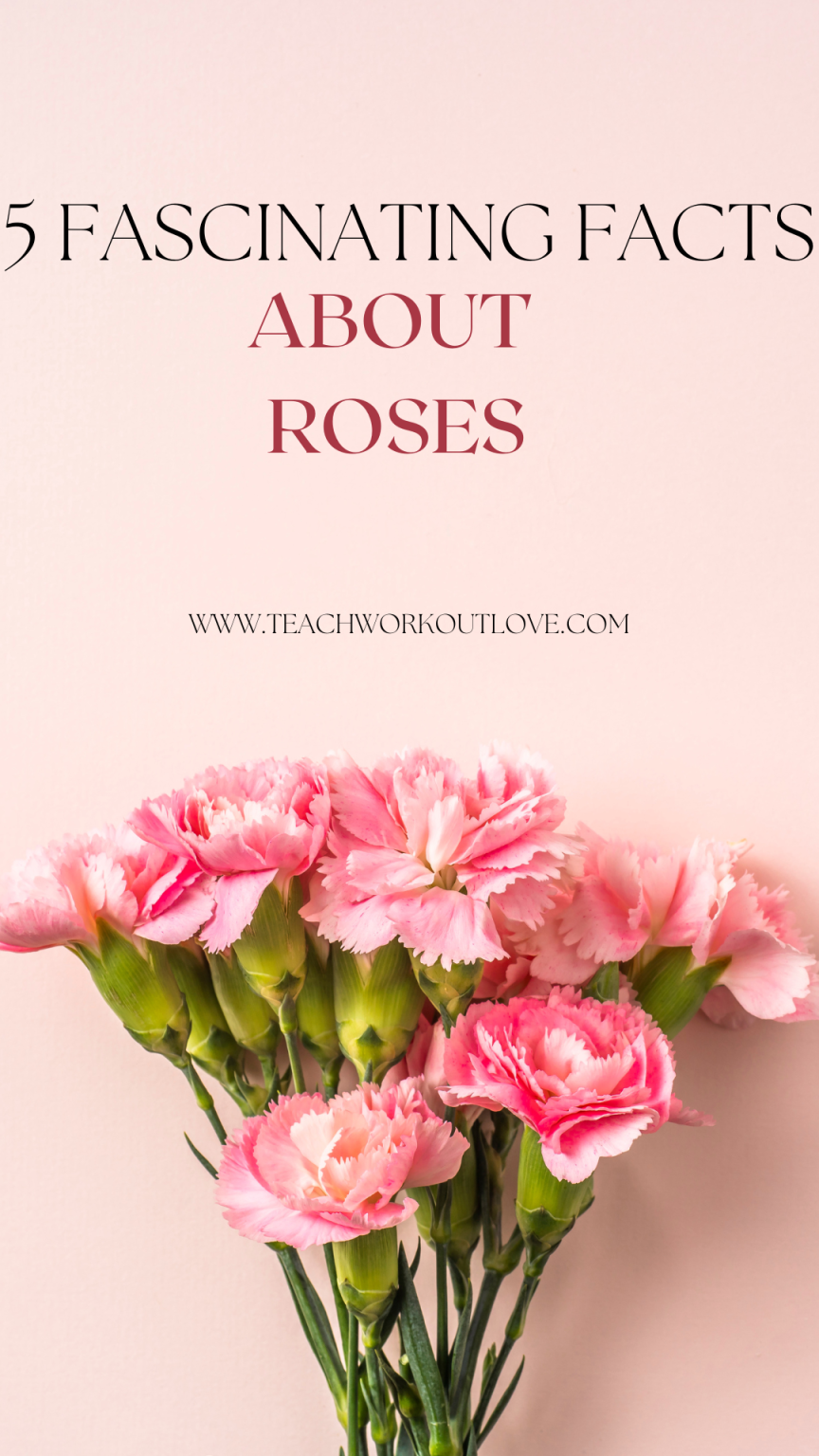 5 Fascinating Facts About Roses - Teach.Workout.Love